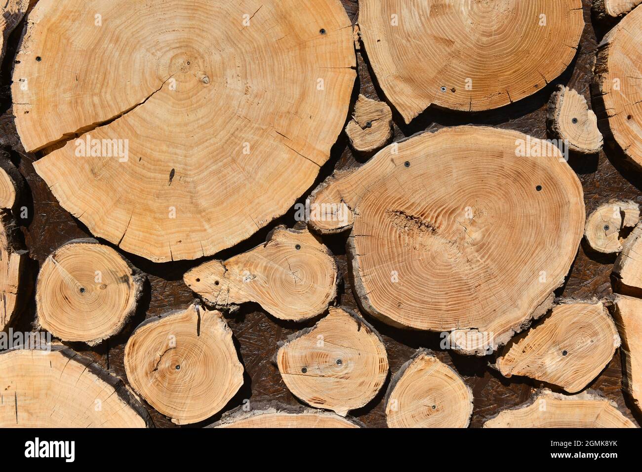 White oak tree trunk rings hi-res stock photography and images - Alamy