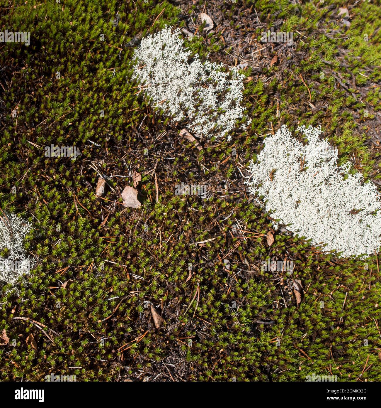 Various types of moss and small spots of lichen among the green moss ...