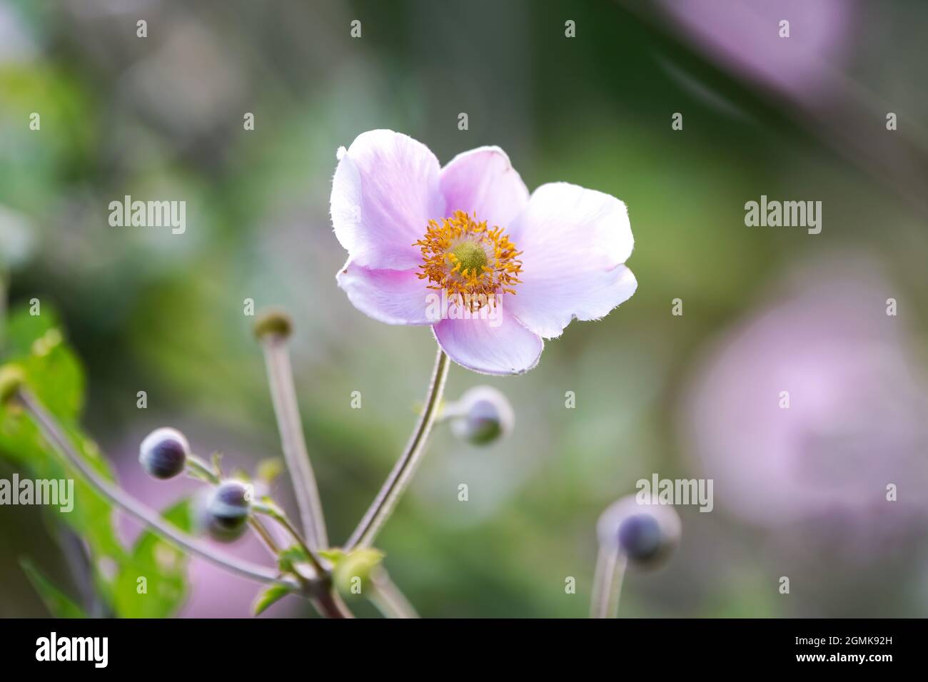 Lone pink flower hi-res stock photography and images - Alamy