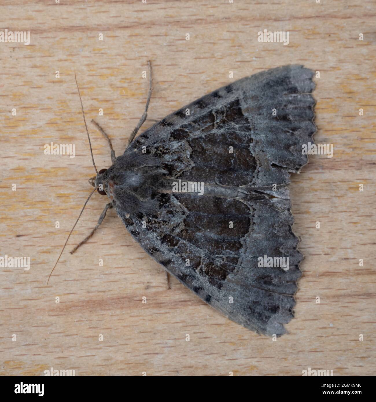 The upper side of Mormo maura, the Old Lady Moth or Black Underwing ...