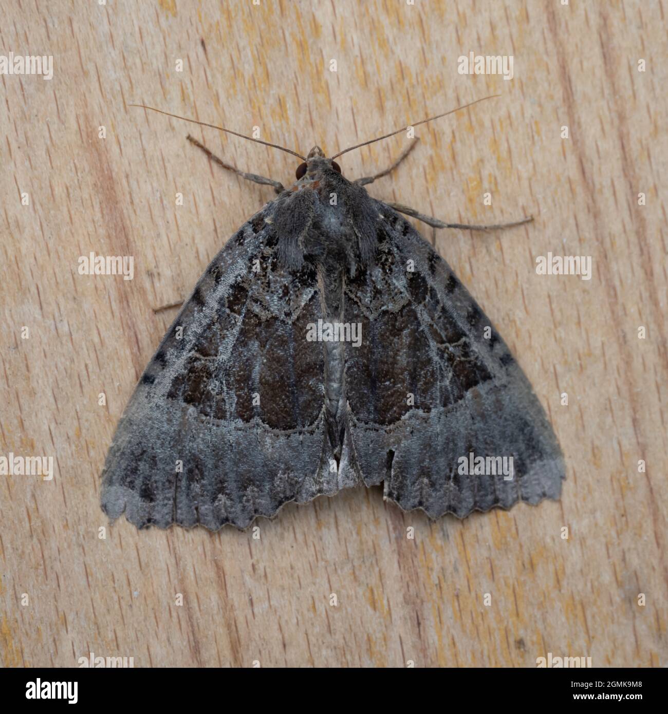 The upper side of Mormo maura, the Old Lady Moth or Black Underwing ...
