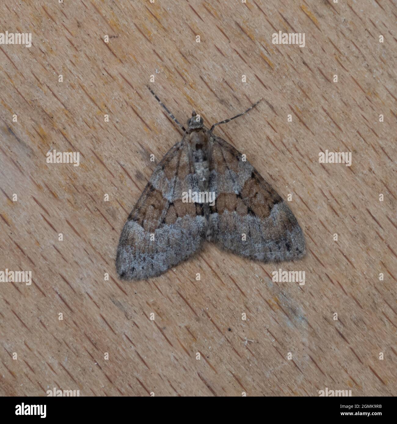 The upper side of a Spruce Carpet Moth, Thera britannica, at rest on a ...