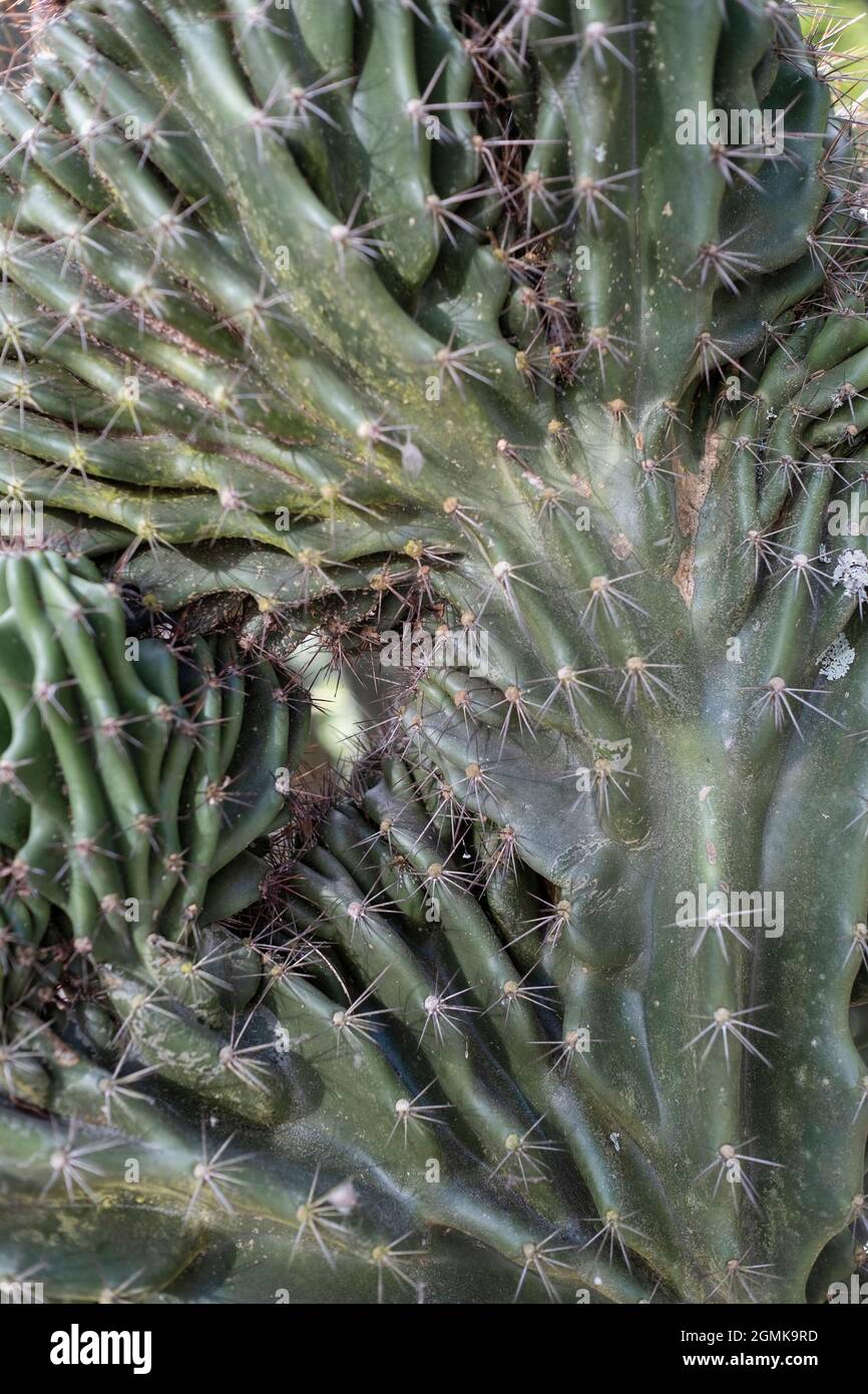 Botany cactaceae angels wings hi-res stock photography and images - Alamy