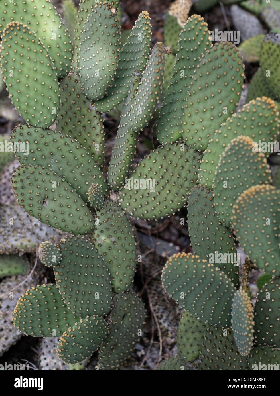 Bunny cactus hi-res stock photography and images - Alamy