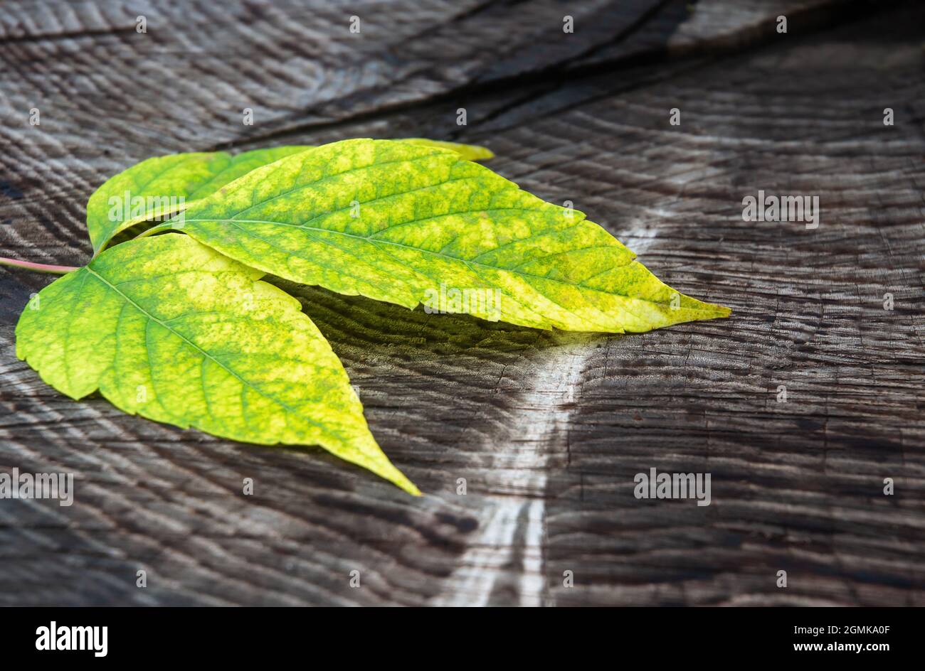 Fall wallpaper hi-res stock photography and images - Alamy