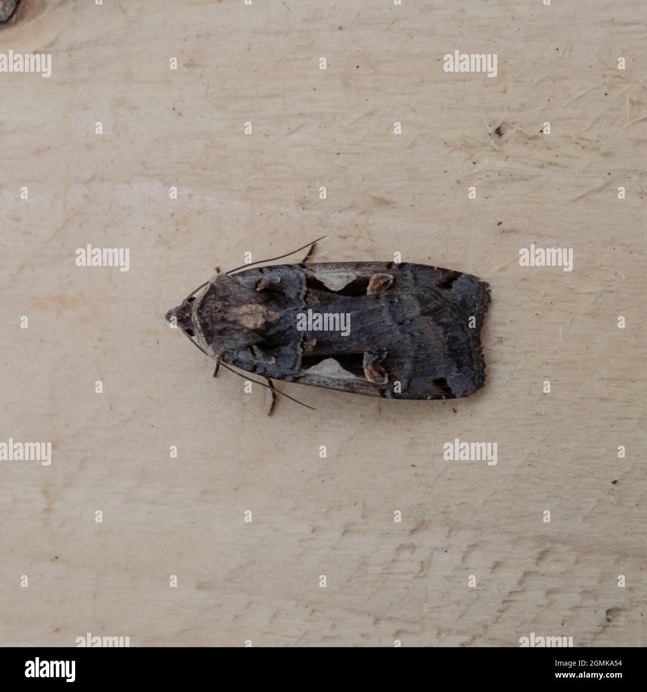 The upper side of a Setaceous Hebrew Character Moth, Xestia c-nigrum ...