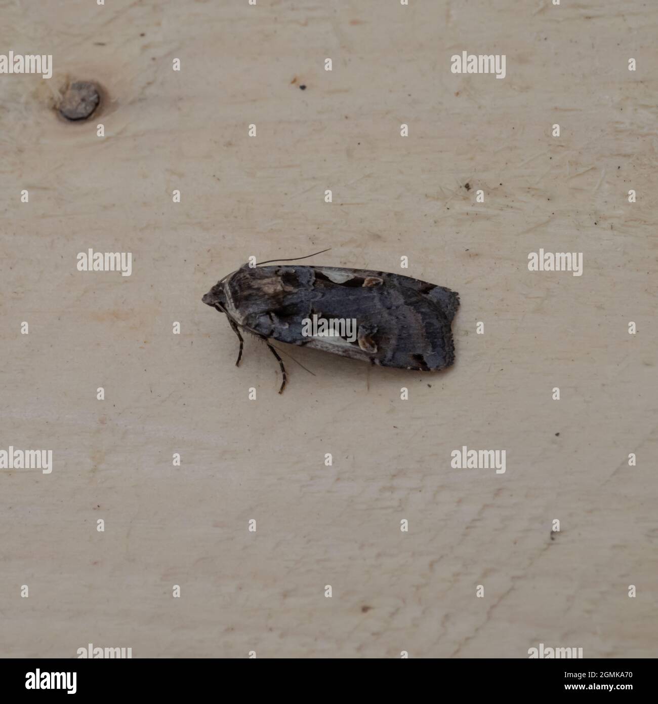Setaceous hebrew character uk hi-res stock photography and images - Alamy