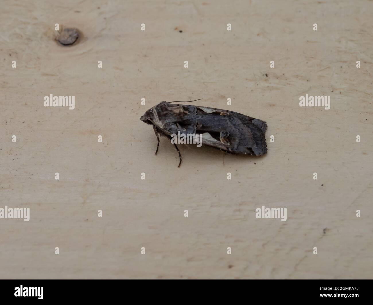 The upper side of a Setaceous Hebrew Character Moth, Xestia c-nigrum ...
