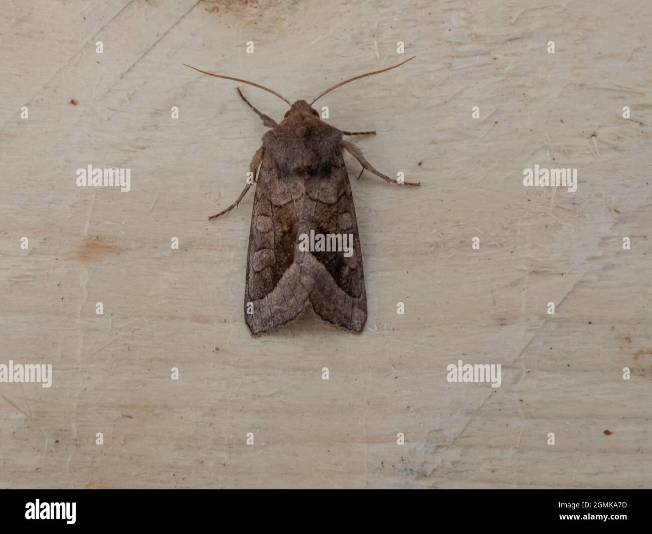The upper side of Hydraecia micacea, the Rosy Rustic Moth, at rest on a ...