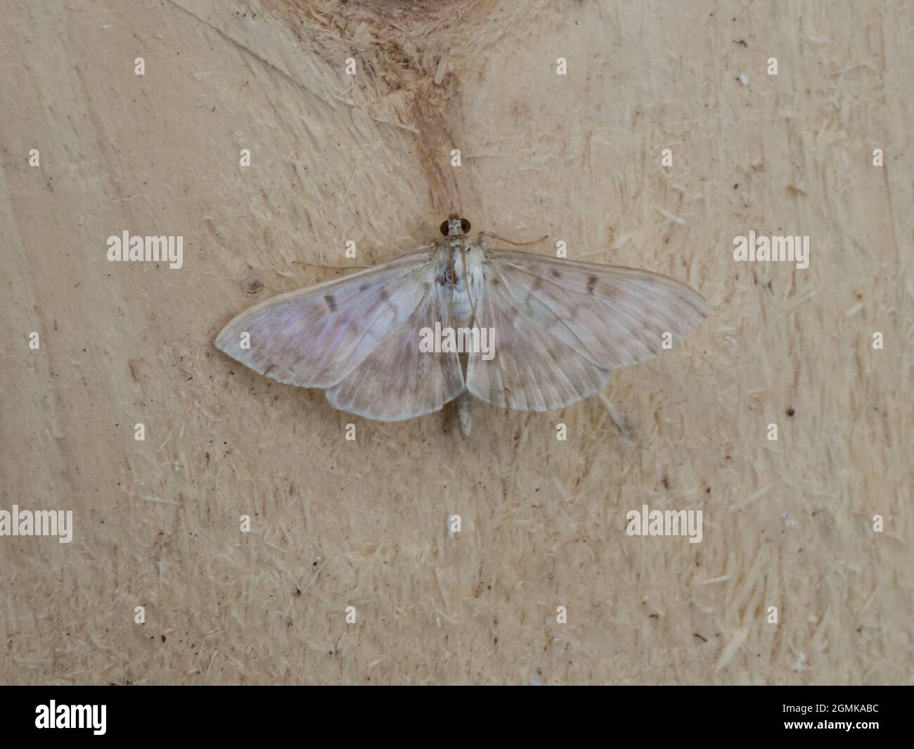 The upper side of Patania ruralis, the Mother of Pearl Moth , at rest ...