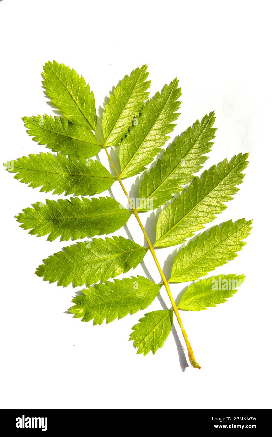 Rowan tree leaf on white background Stock Photo - Alamy