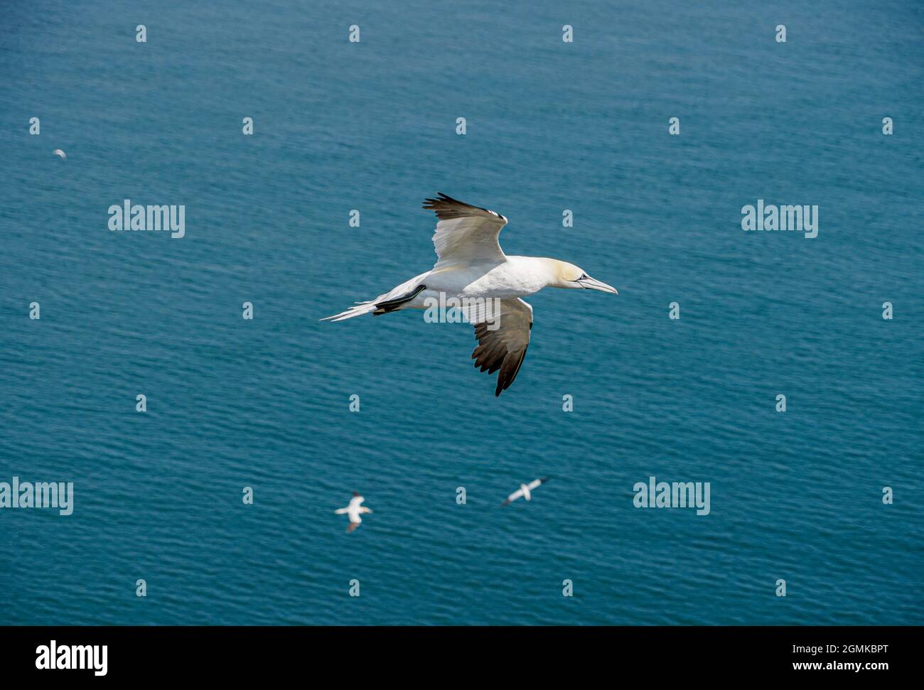 Close up of Flying Large White Sea Bird Gannets with a huge wingspan ...