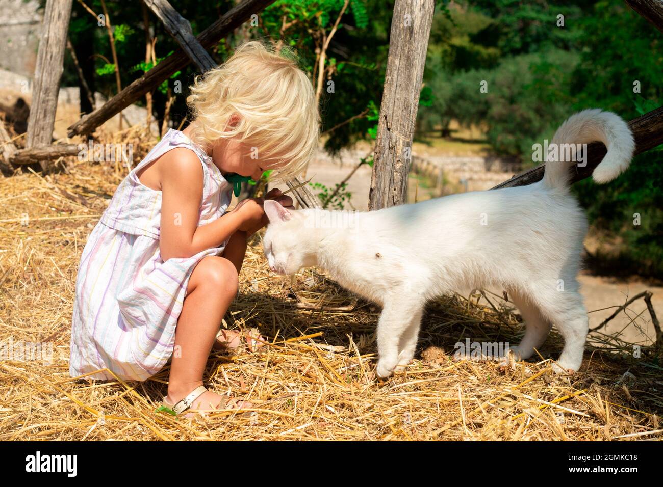 Domestic and wild animals together hi-res stock photography and images ...