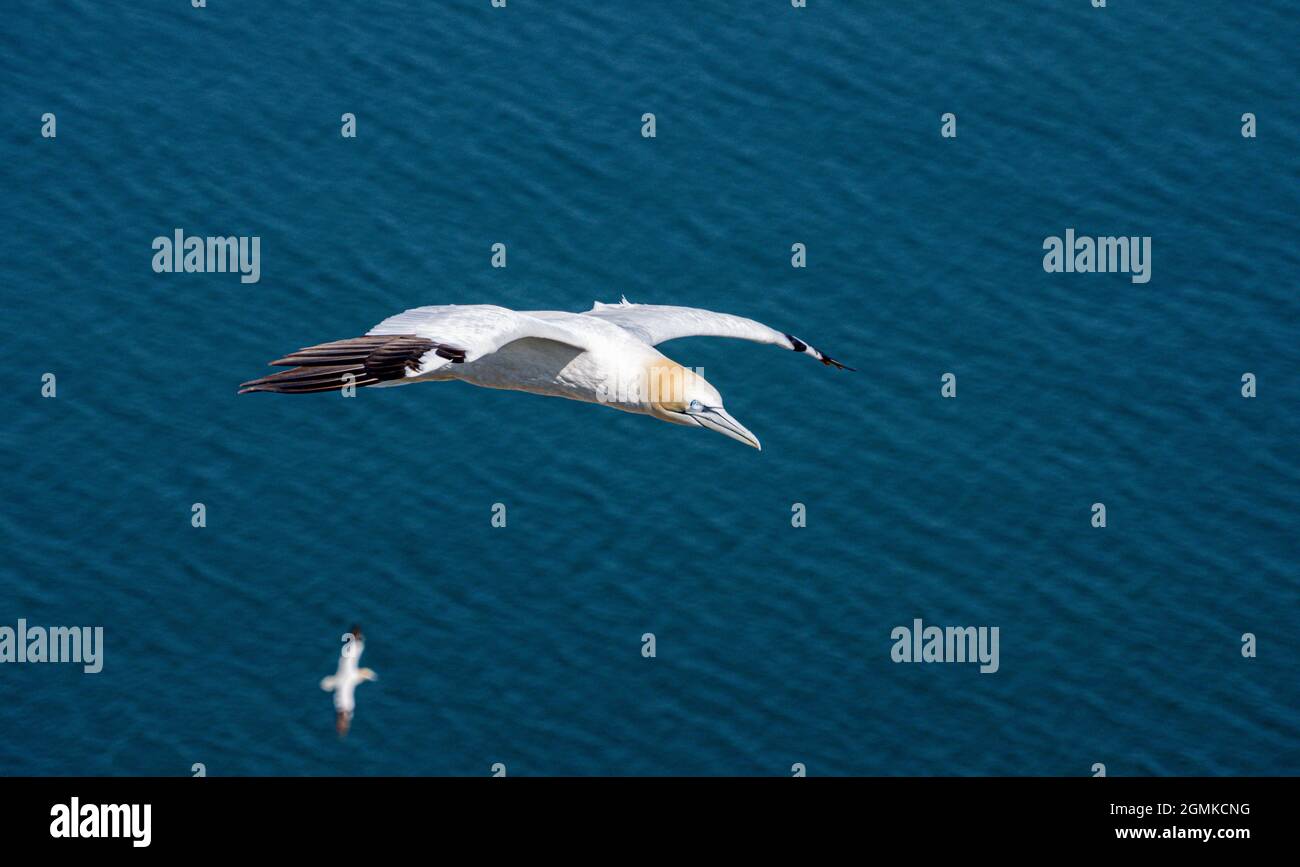Close up of Flying Large White Sea Bird Gannets with a huge wingspan ...