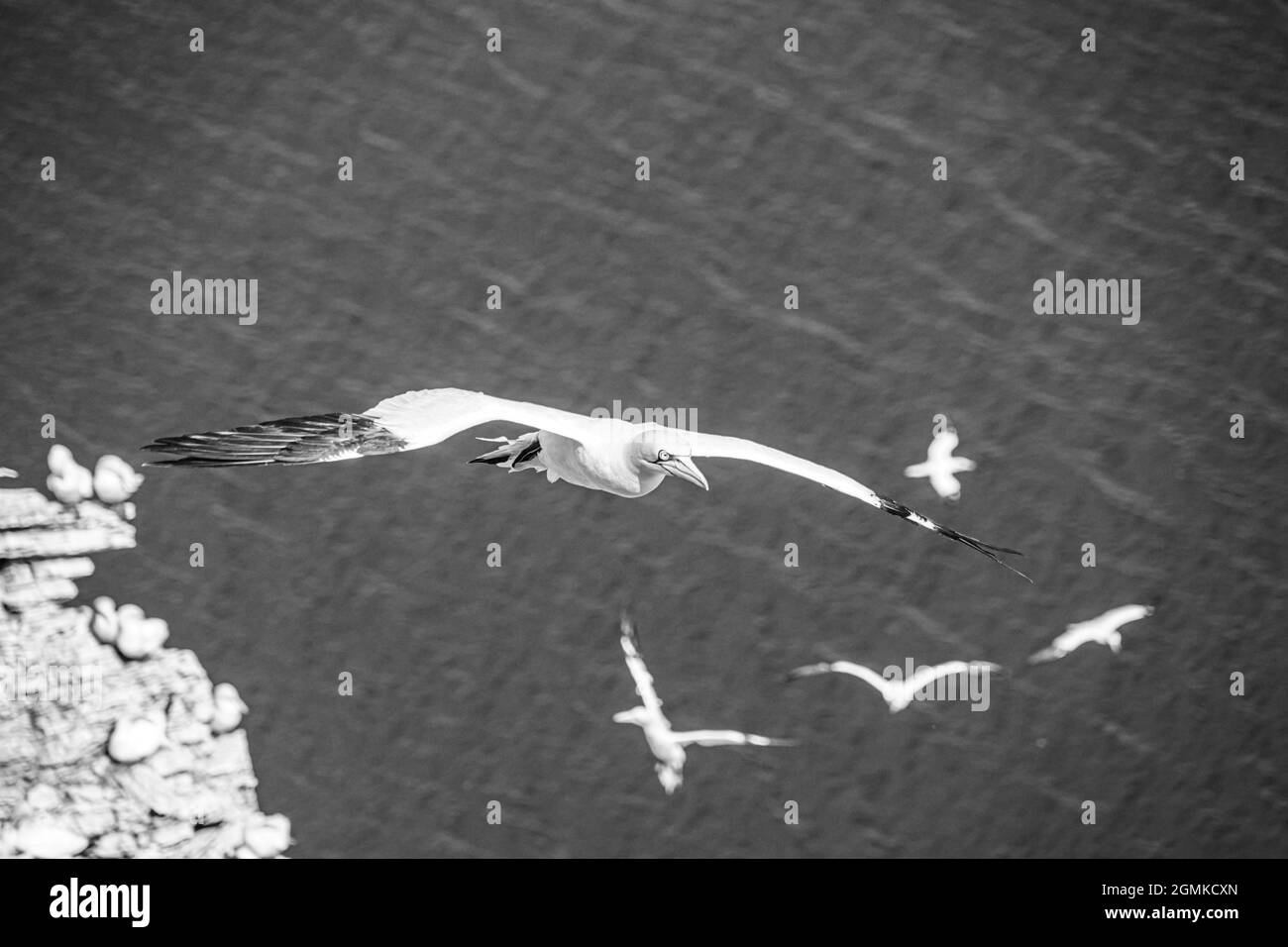Birds soaring over a cliff hi-res stock photography and images - Alamy
