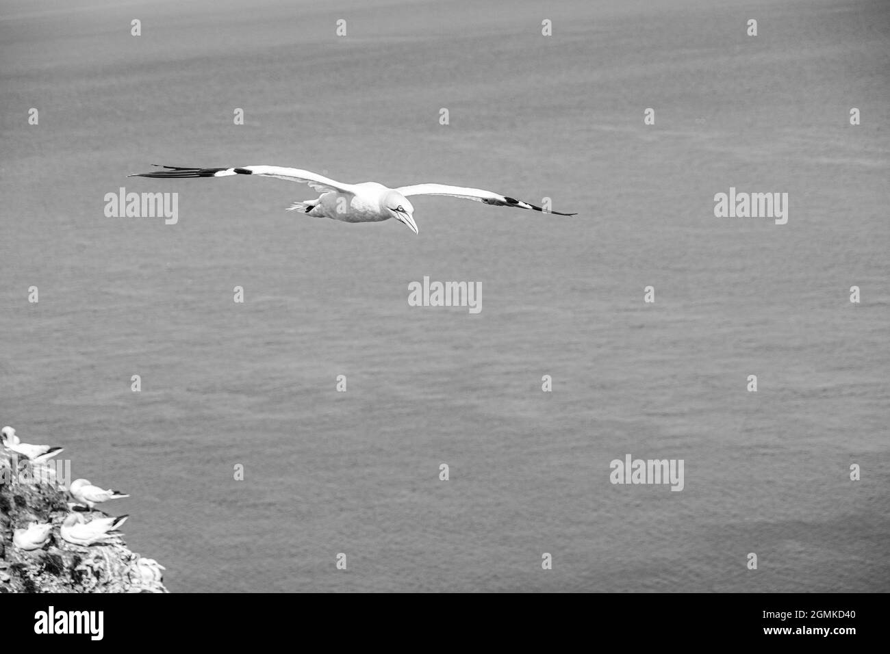 Close up of single Gannet Flying, Large wingspan White Sea-Bird, over ...