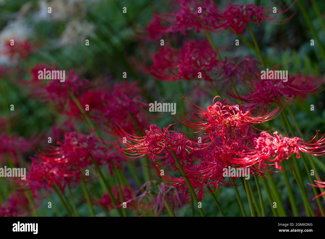 Japanese Flower Of Death Japanese Higanbana / Anime Death Flower