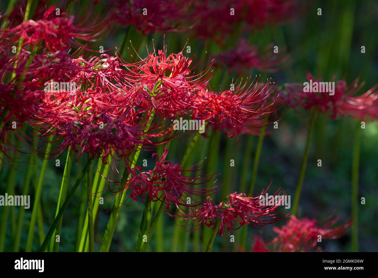 Yamato, Japan. 19th Sep, 2021. Red Spider Lilies (Lycoris radiata) seen ...