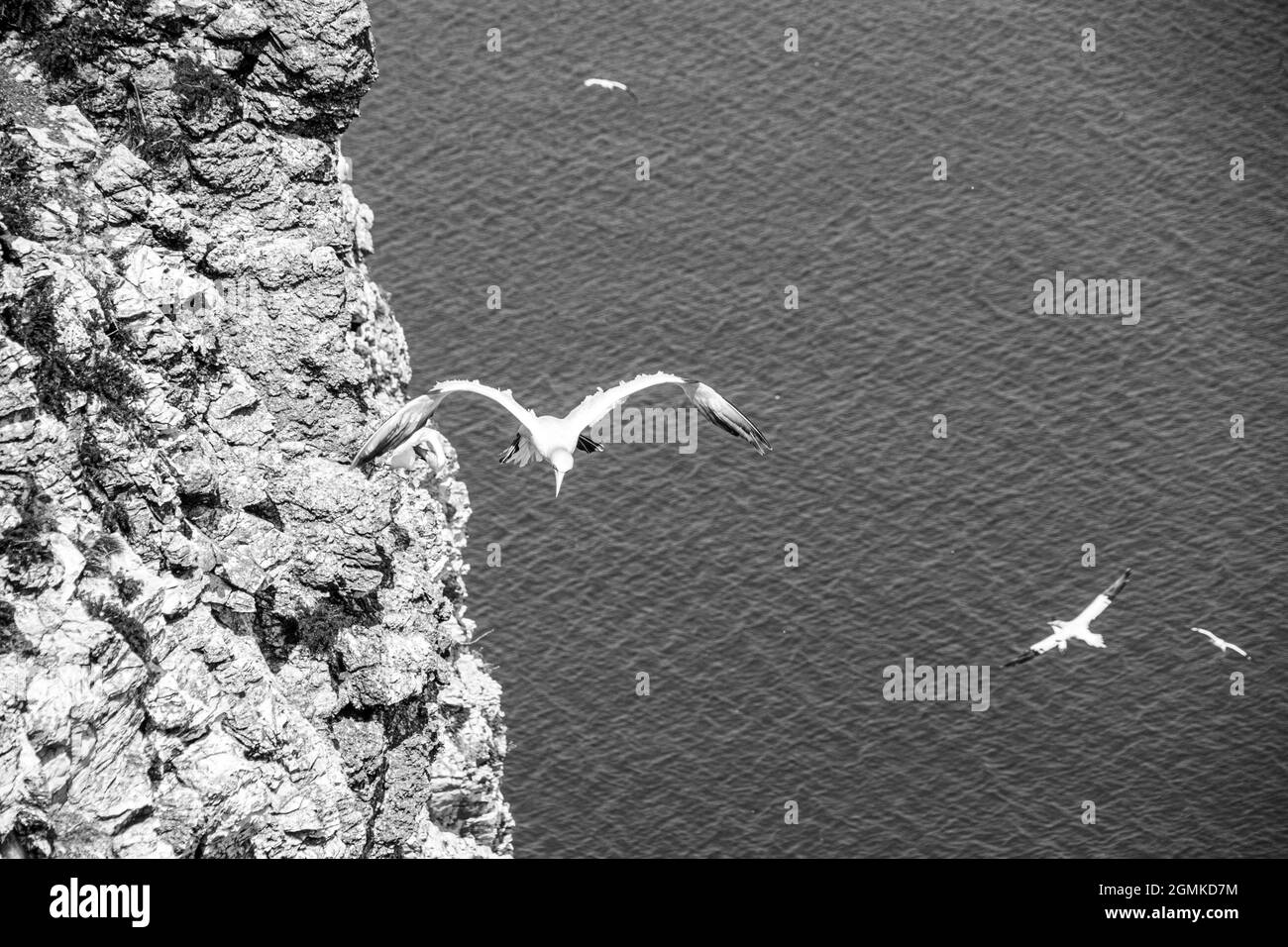 Cliff nesting bird Black and White Stock Photos & Images - Alamy