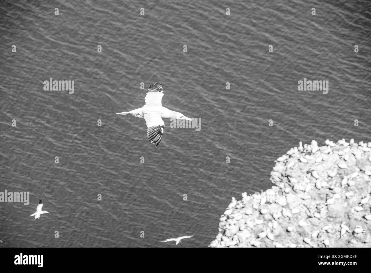 Close up of single Gannet Flying, Large wingspan White Sea-Bird, over ...