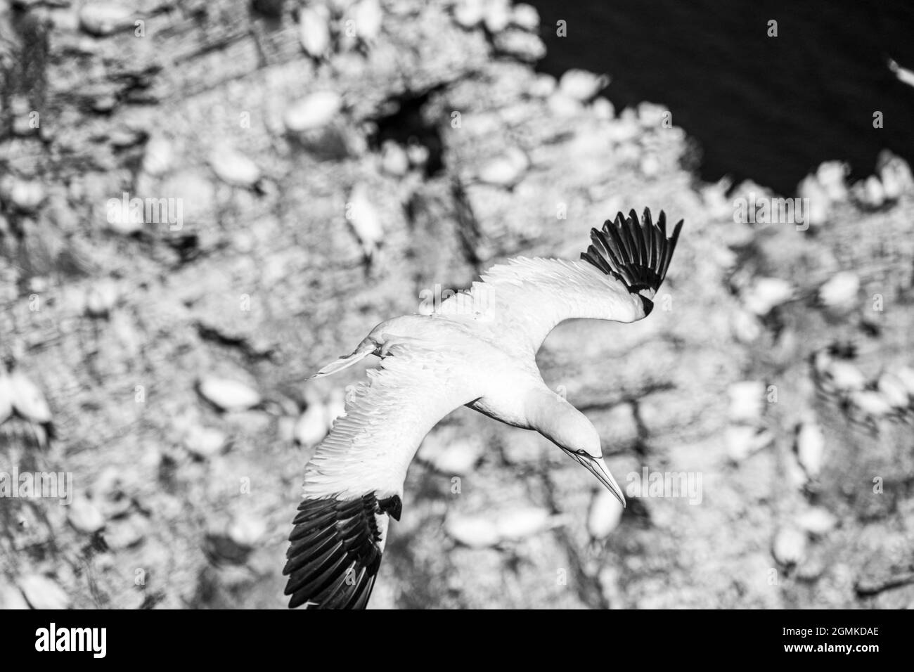 Close up of single Gannet Flying, Large wingspan White Sea-Bird, over ...