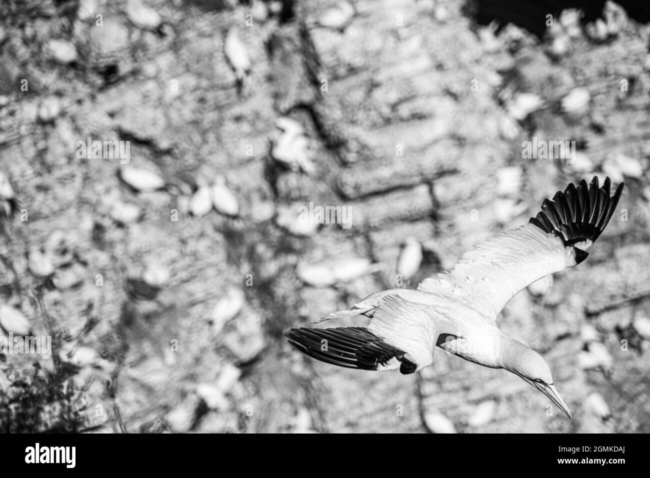Cliff nesting birds Black and White Stock Photos & Images - Alamy