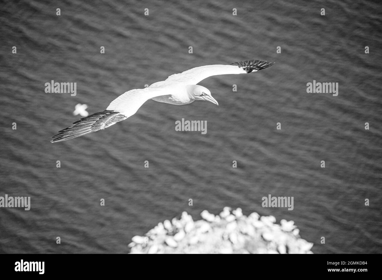 Close up of single Gannet Flying, Large wingspan White Sea-Bird, over ...