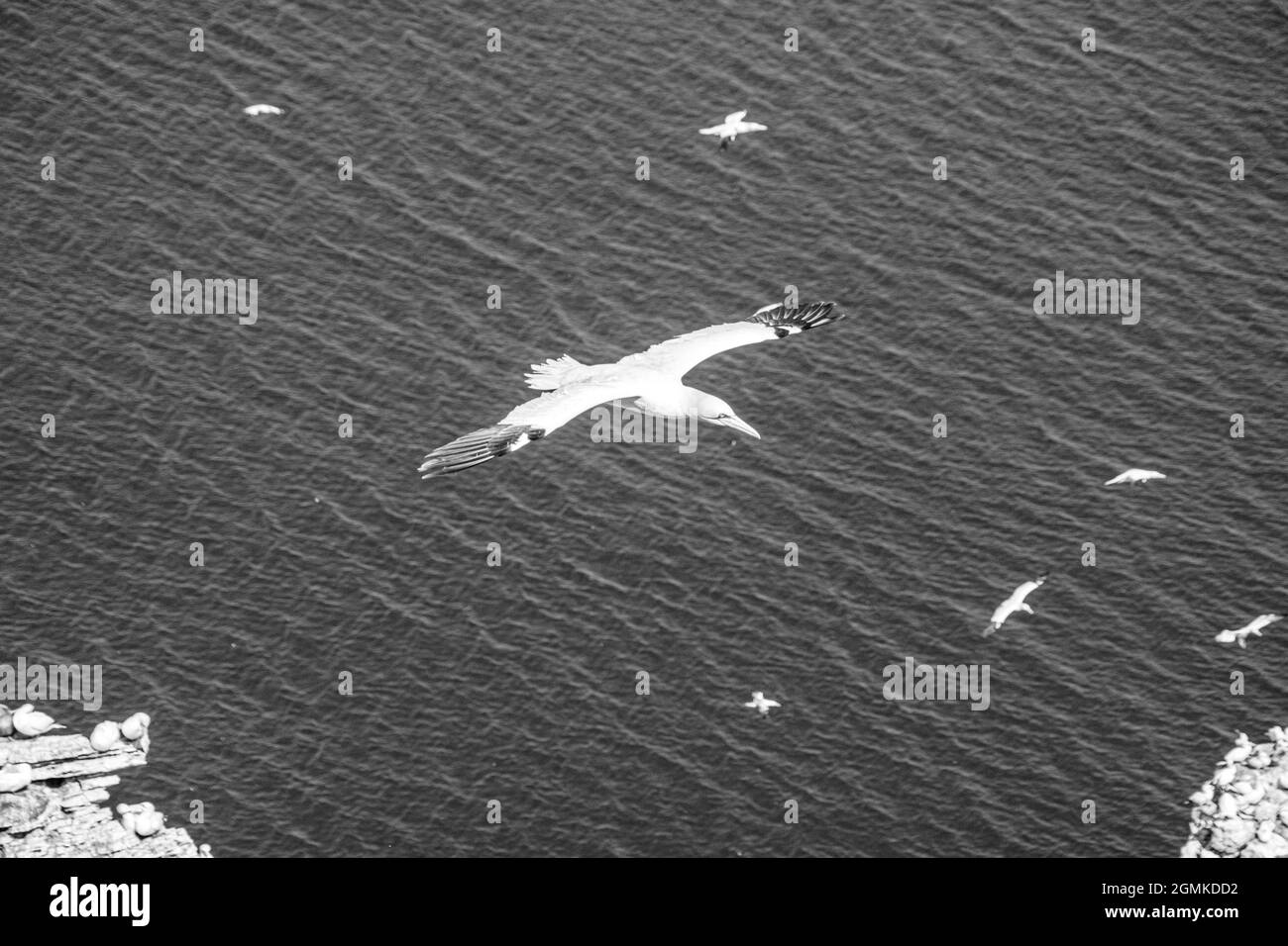 Close up of single Gannet Flying, Large wingspan White Sea-Bird, over ...