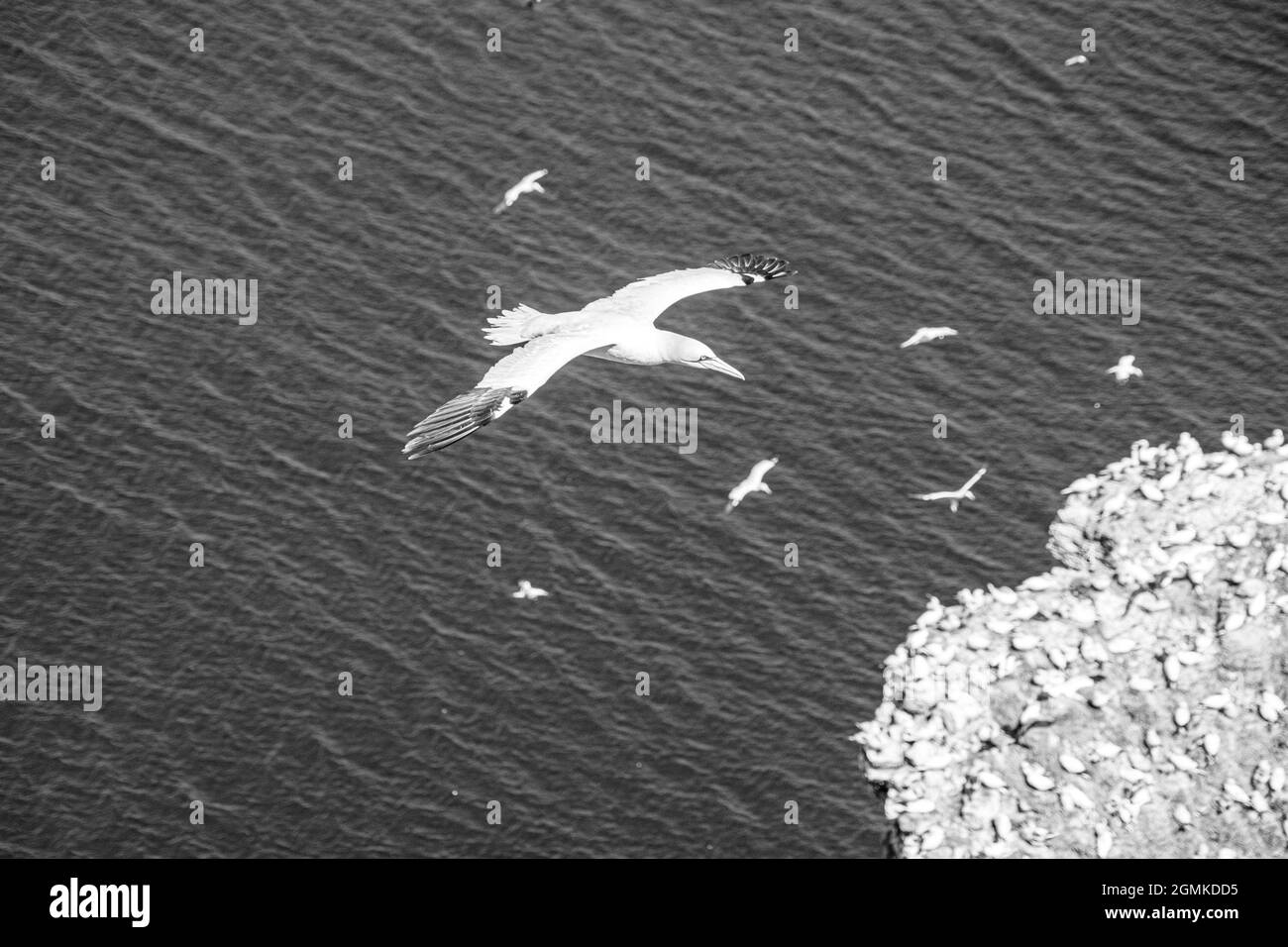 Close up of single Gannet Flying, Large wingspan White Sea-Bird, over ...