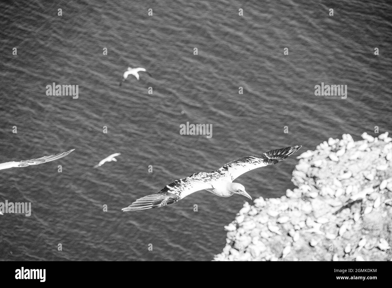 Close up of single Gannet Flying, Large wingspan White Sea-Bird, over ...