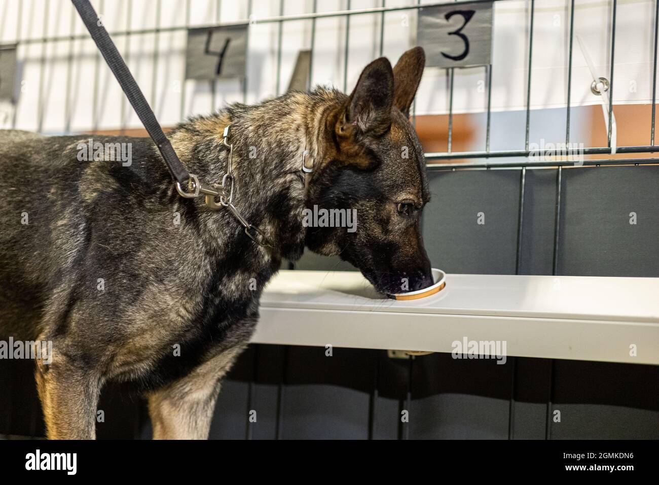 Hanover, Germany. 19th Sep, 2021. Corona sniffer dog Bea (German ...