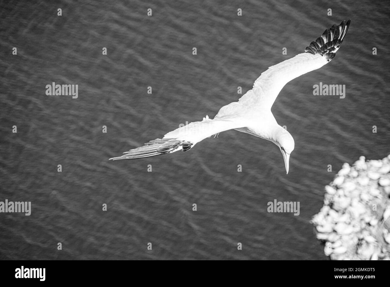 Close up of single Gannet Flying, Large wingspan White Sea-Bird, over ...