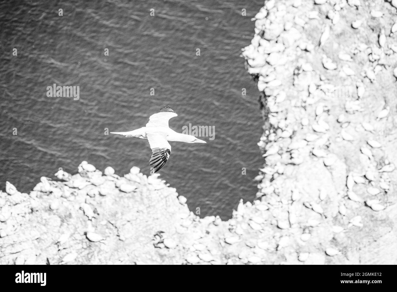 Cliff nesting bird Black and White Stock Photos & Images - Alamy