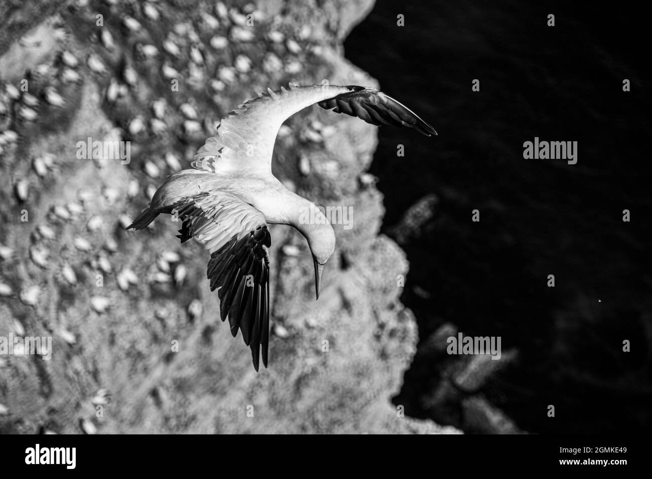 Close up of single Gannet Flying, Large wingspan White Sea-Bird, over ...