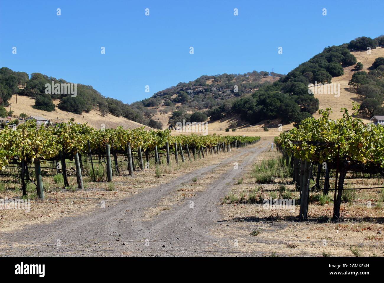 Green vineyard road hi-res stock photography and images - Alamy