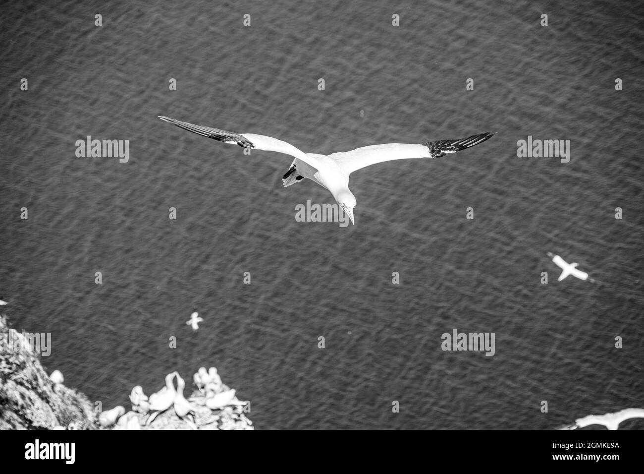 Close up of single Gannet Flying, Large wingspan White Sea-Bird, over ...