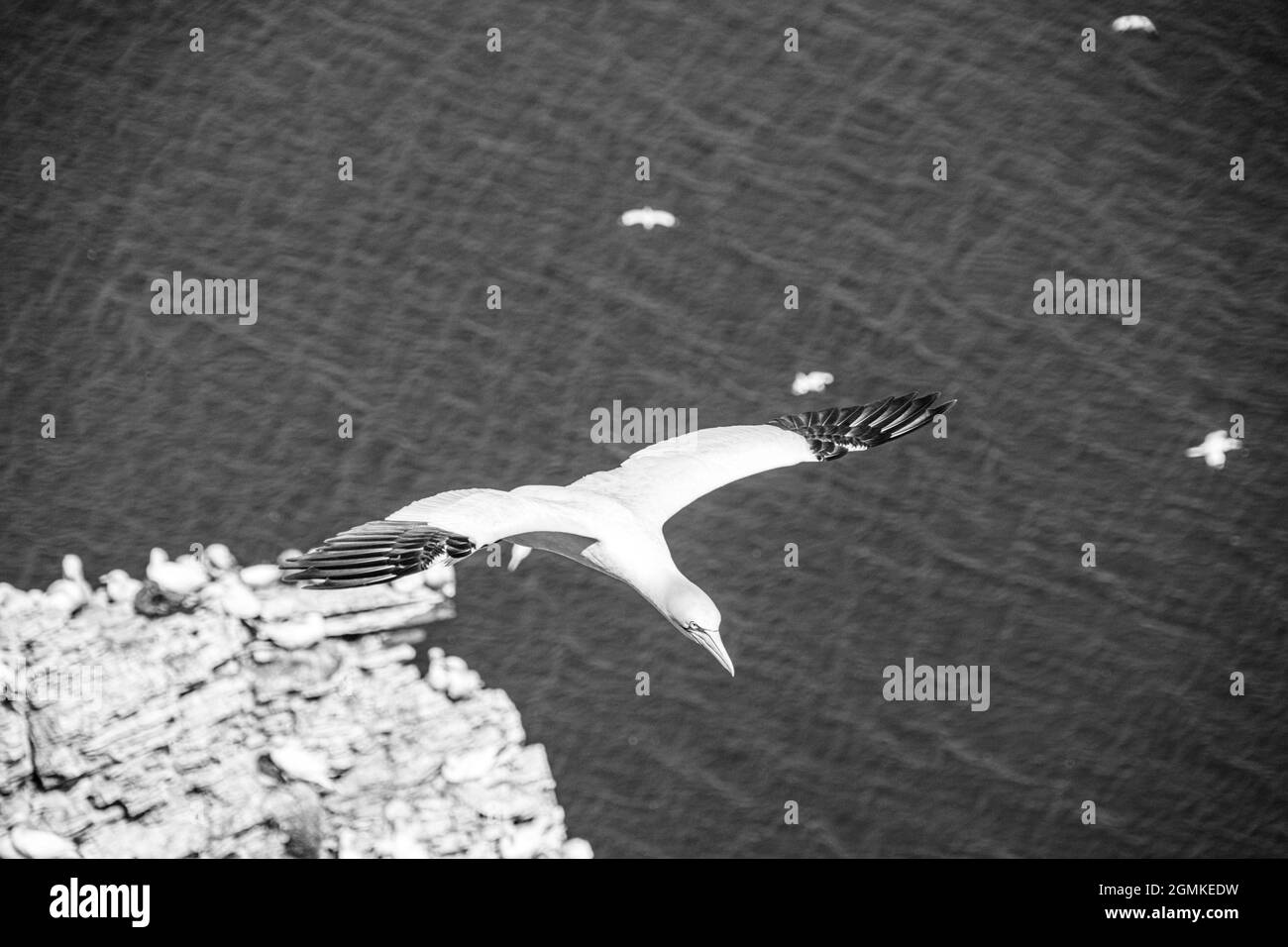 Close up of single Gannet Flying, Large wingspan White Sea-Bird, over ...