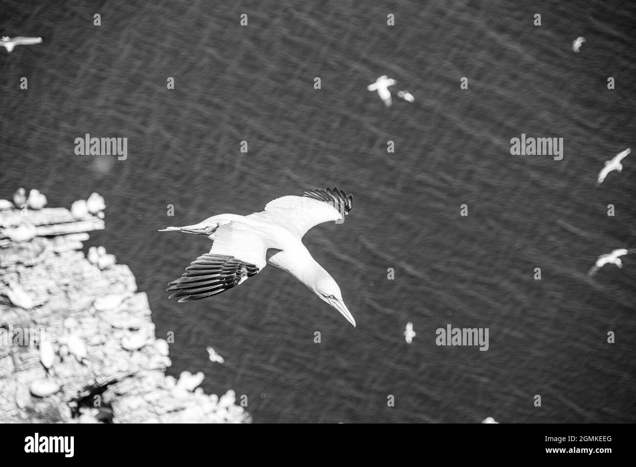 Close up of single Gannet Flying, Large wingspan White Sea-Bird, over ...