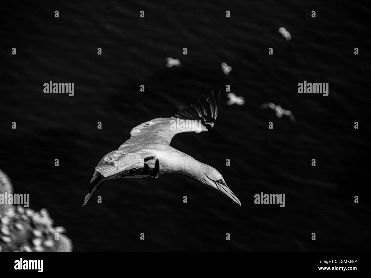 Close up of single Gannet Flying, Large wingspan White Sea-Bird, over ...