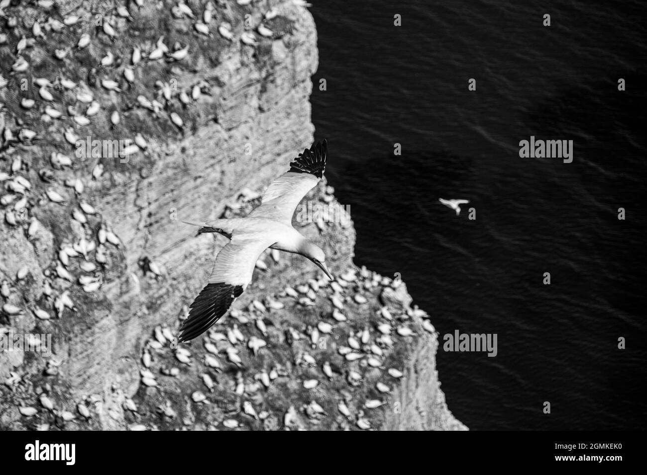 Cliff nesting bird Black and White Stock Photos & Images - Alamy