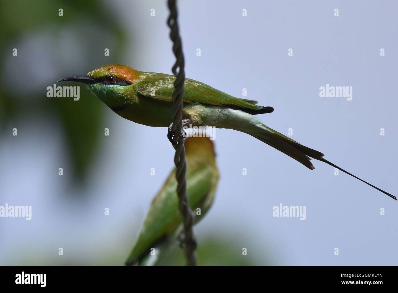 Bee eaters india hi-res stock photography and images - Alamy