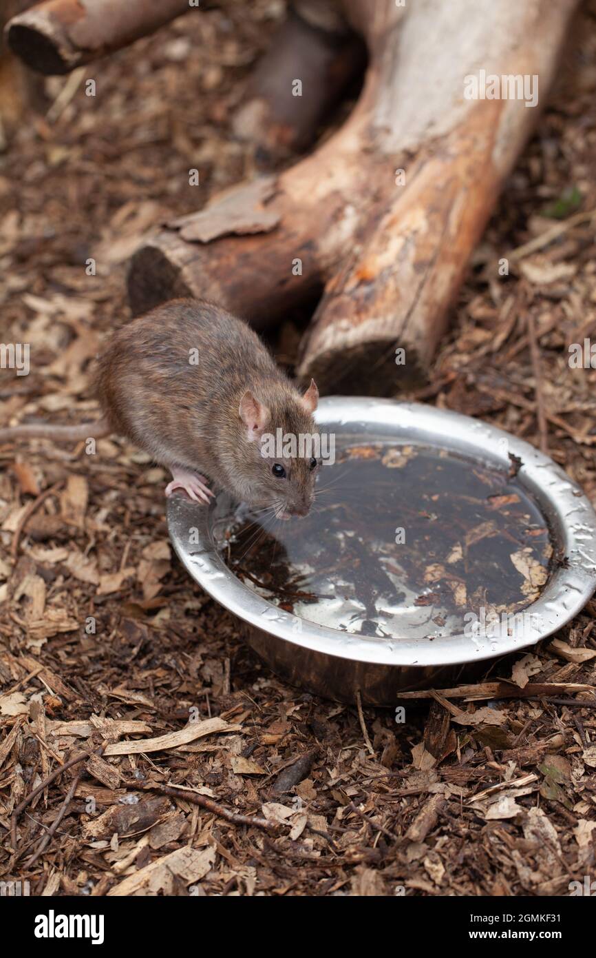 Brown Rat (Rattus norvegicus). Attempting to drink from an ice covered ...