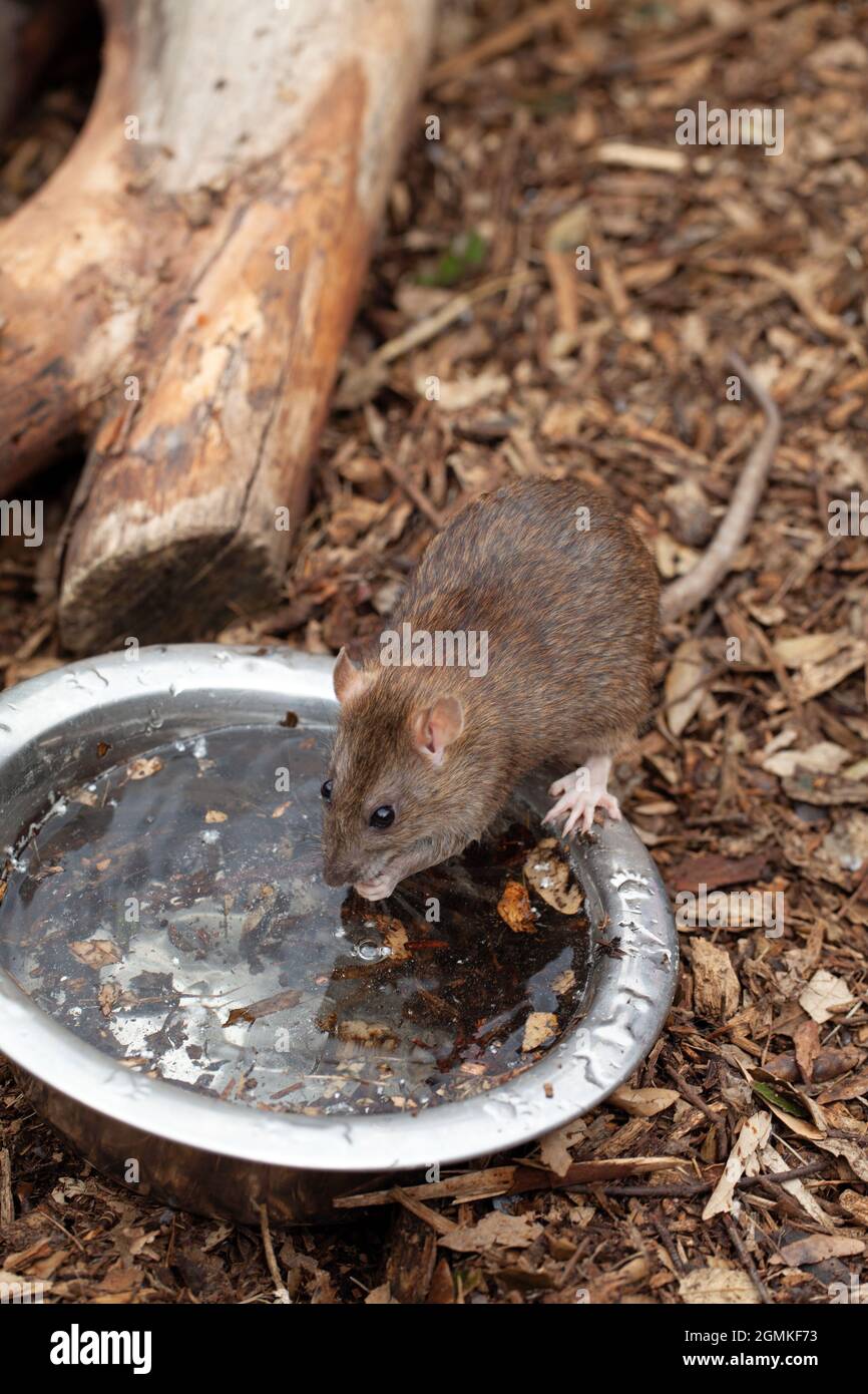 Brown Rat (Rattus norvegicus). Attempting to drink from an ice covered ...