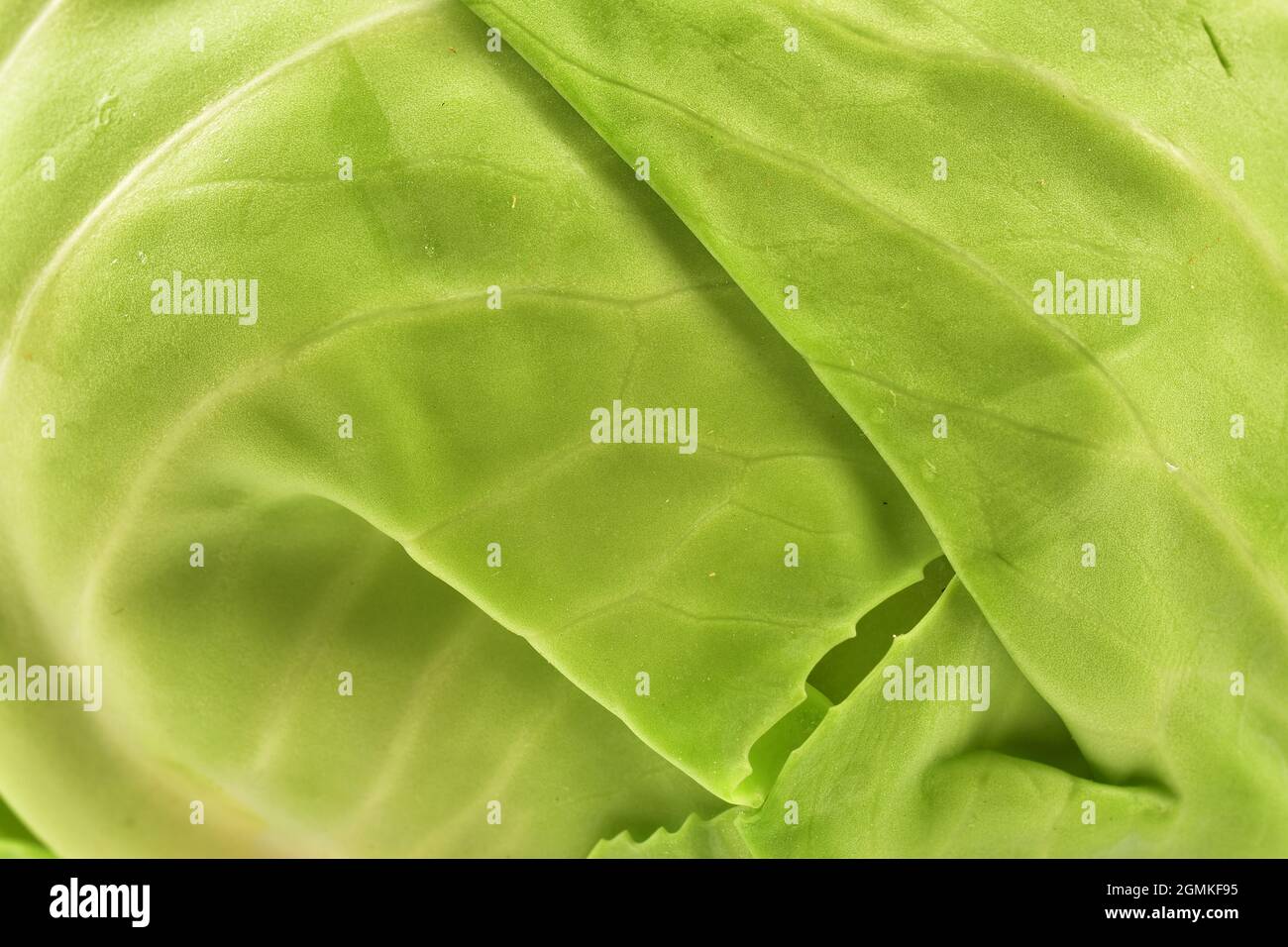 Leafy texture hi-res stock photography and images - Alamy
