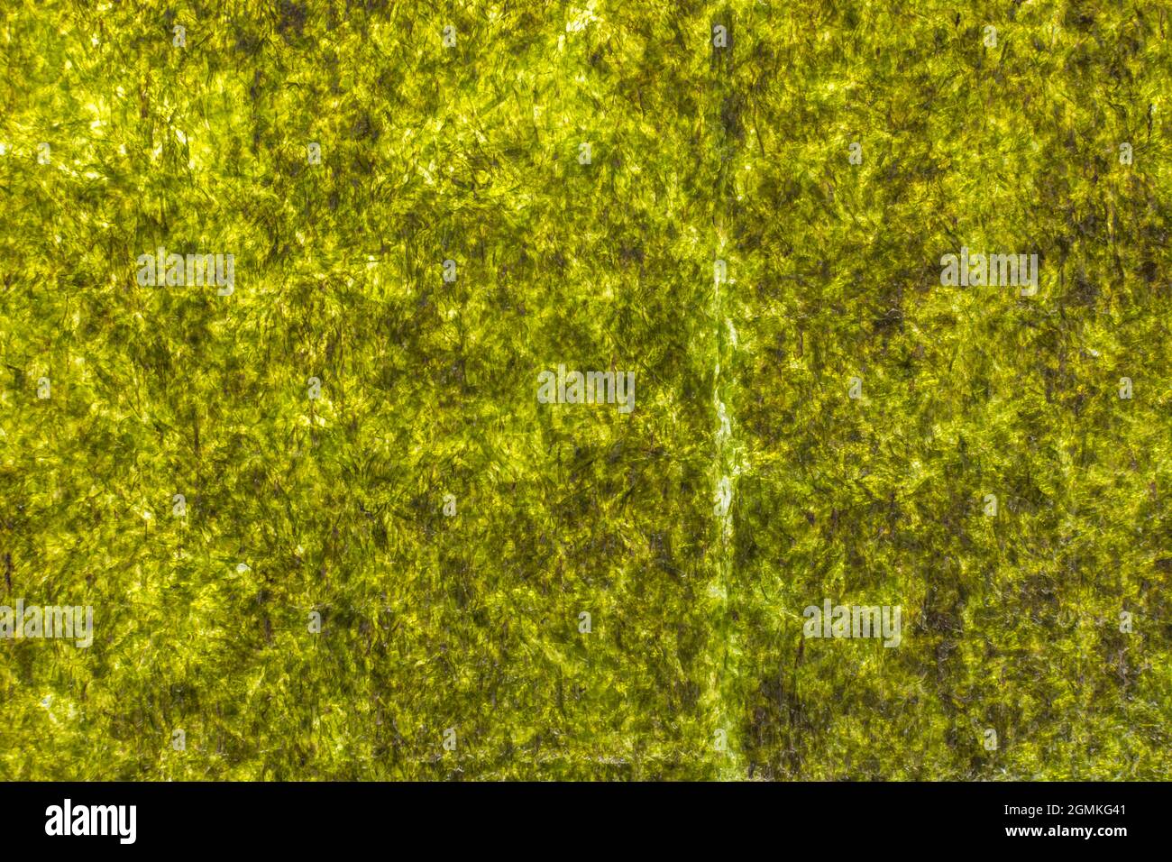Abstract close-up sheets of the edible dried seaweed Nori / Pyropia ...