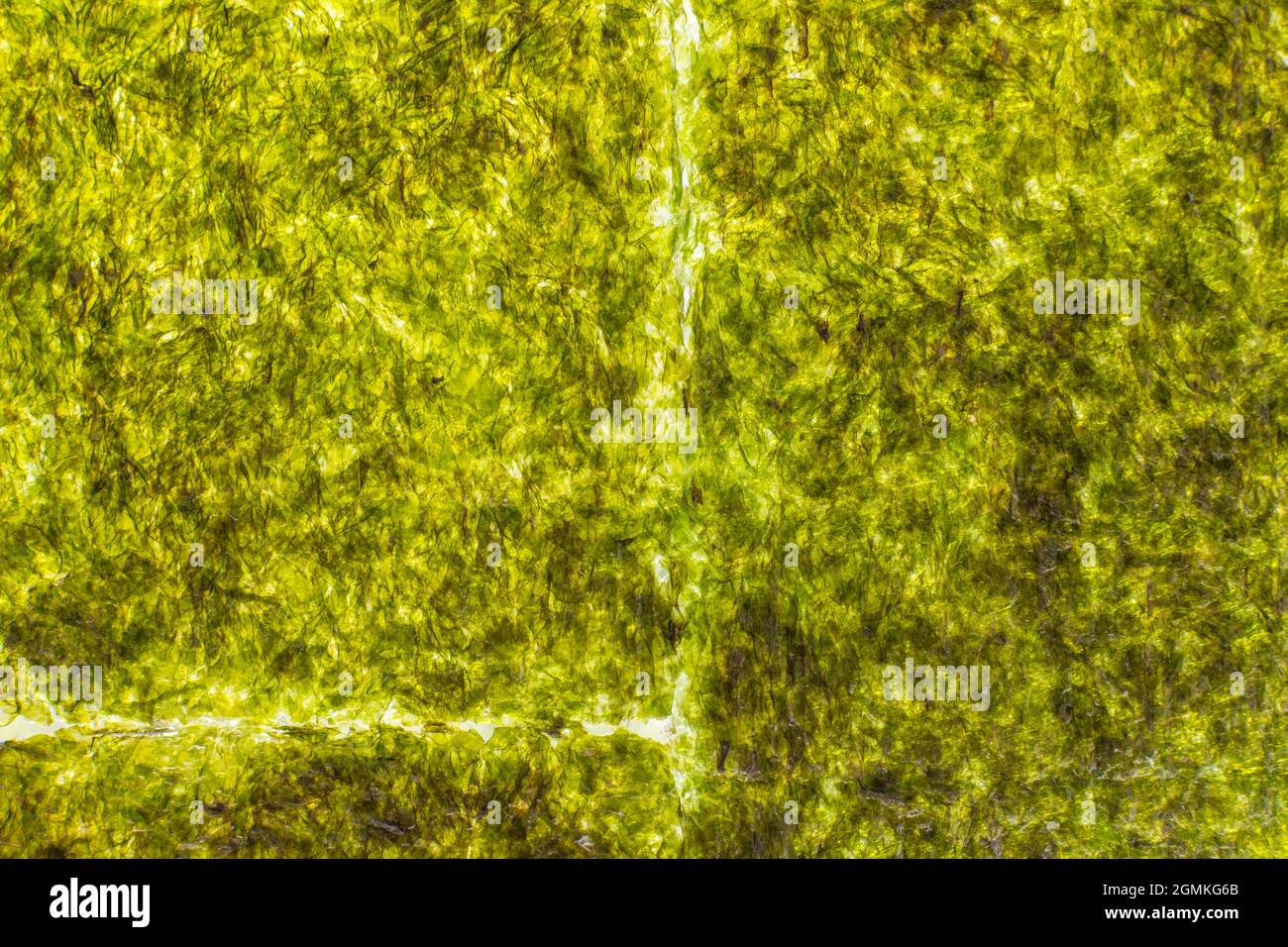 Abstract close-up sheets of the edible dried seaweed Nori / Pyropia ...