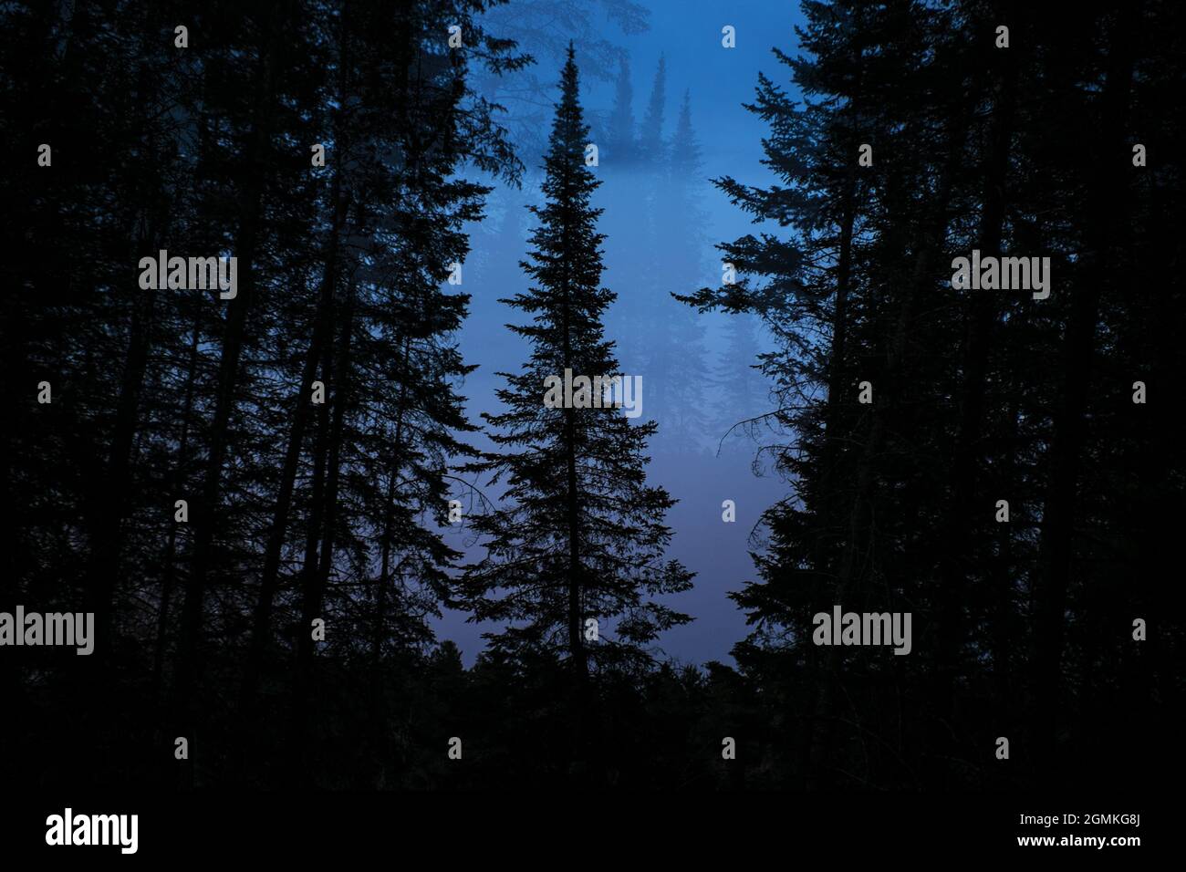 Minnesota pine hi-res stock photography and images - Alamy