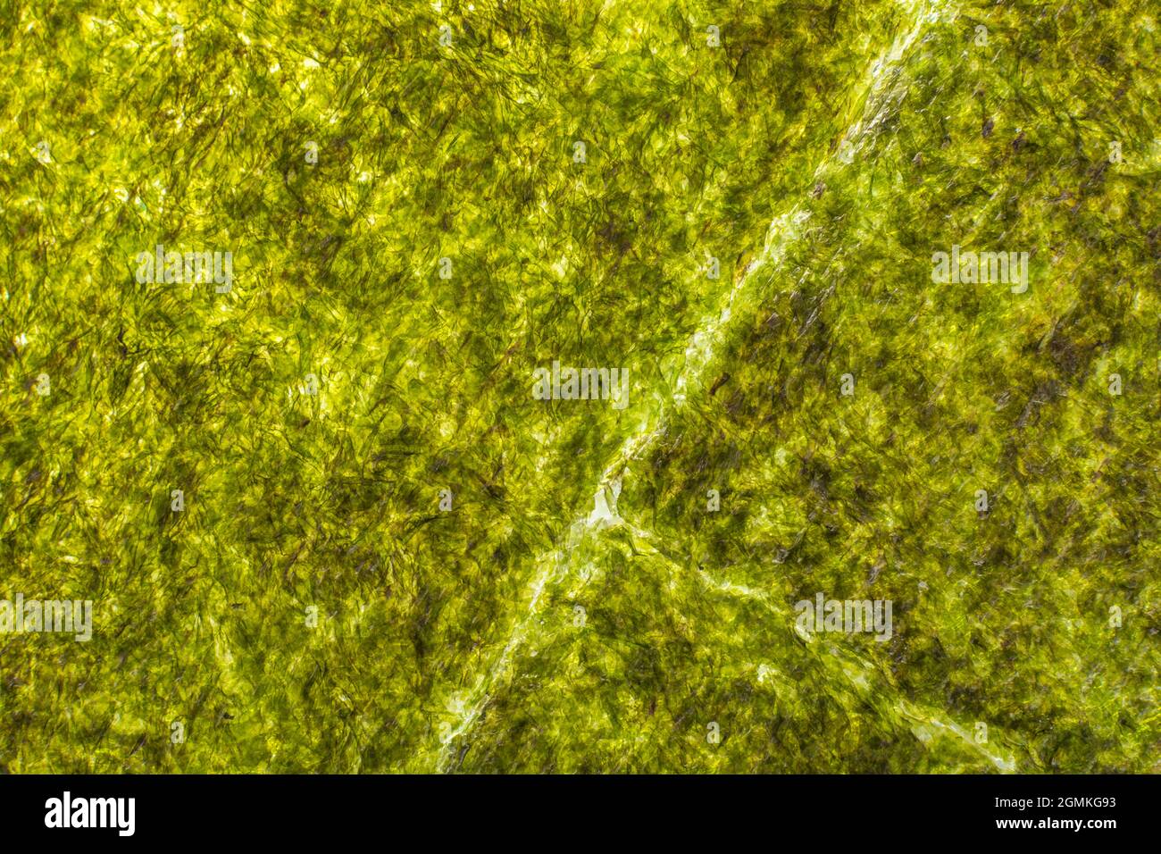 Seaweed for making suchi hi-res stock photography and images - Alamy