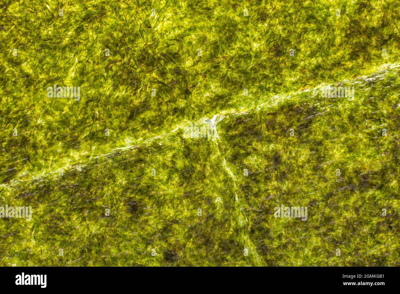 Abstract close-up sheets of the edible dried seaweed Nori / Pyropia ...