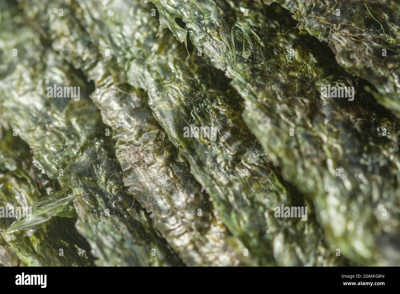 Seaweed for making suchi hi-res stock photography and images - Alamy